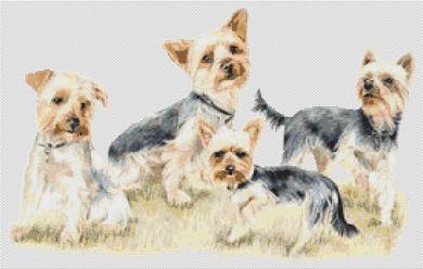 "Yorkshire Terrier Collage" by White Willow Stitching