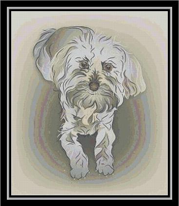 "Maltipoo" by Cody Country CrossStitch