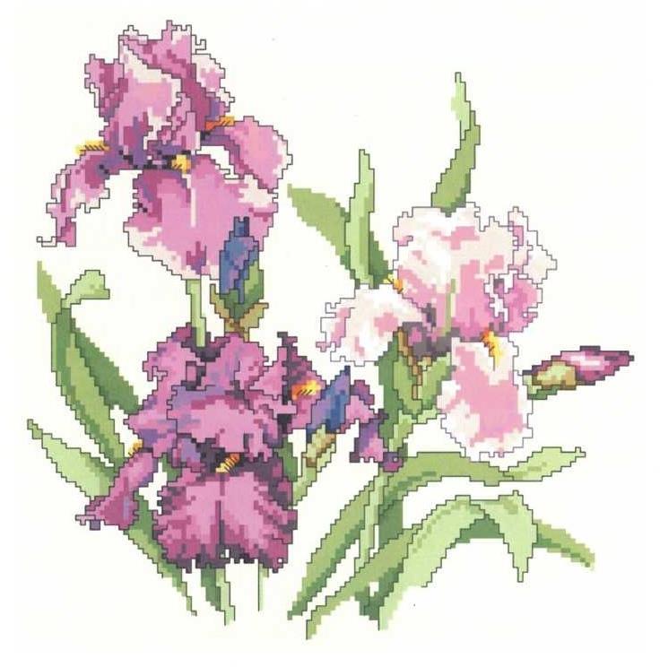 "Iris Portrait" | Cross Stitch Pattern