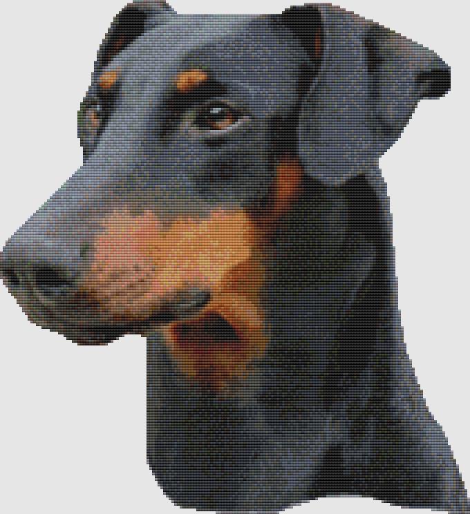 "Doberman Pinscher - Portrait (Black Tan)"