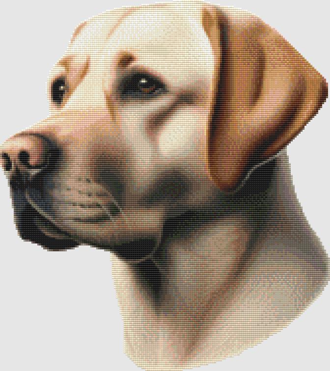 "Labrador Retriever - Portrait (Yellow)"