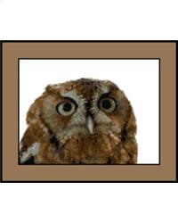 "Curious Owl" | Cross Stitch Pattern