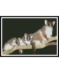 "Common Ringtail Possums" | Cross Stitch Pattern