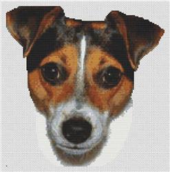 "Tri-Color Jack Russell Terrier"