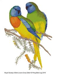 "RSBL Parakeet Splendid" | Cross Stitch Pattern