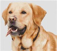"Yellow Lab Smile" | Cross Stitch Pattern