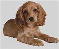 "Cocker Spaniel Puppy 2" | Cross Stitch Pattern