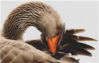 "Greylag Goose" | Cross Stitch Pattern