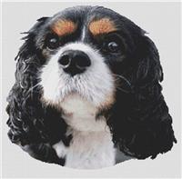 "Tri-Colored Cavalier King Charles Spaniel"