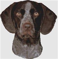 "German Shorthair Pointer - Portrait"