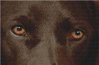 "Labrador Retriever - Eyes (Chocolate)"
