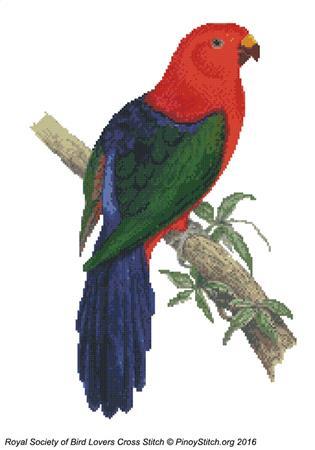 "RSBL Parakeet King Parrot" | Cross Stitch Pattern